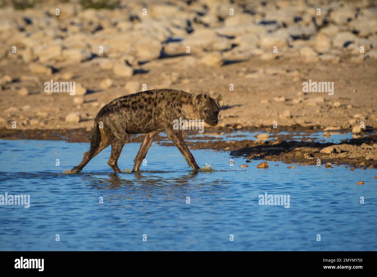 Spotted hyena (Crocuta crocuta), also known as spotted hyena at a ...