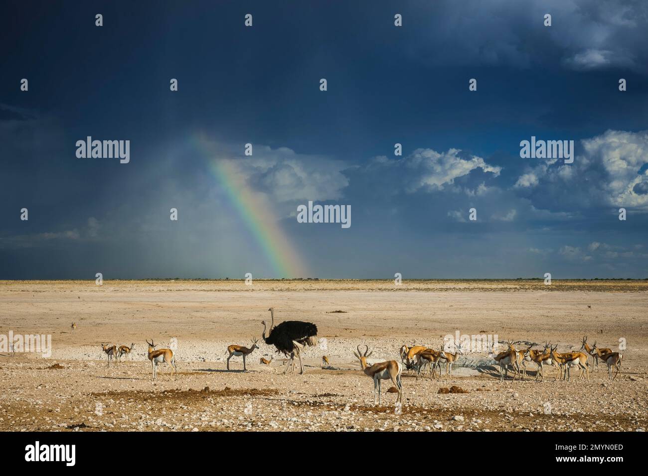Rainbow over the Etosha Pan, in the foreground an common ostrich ...