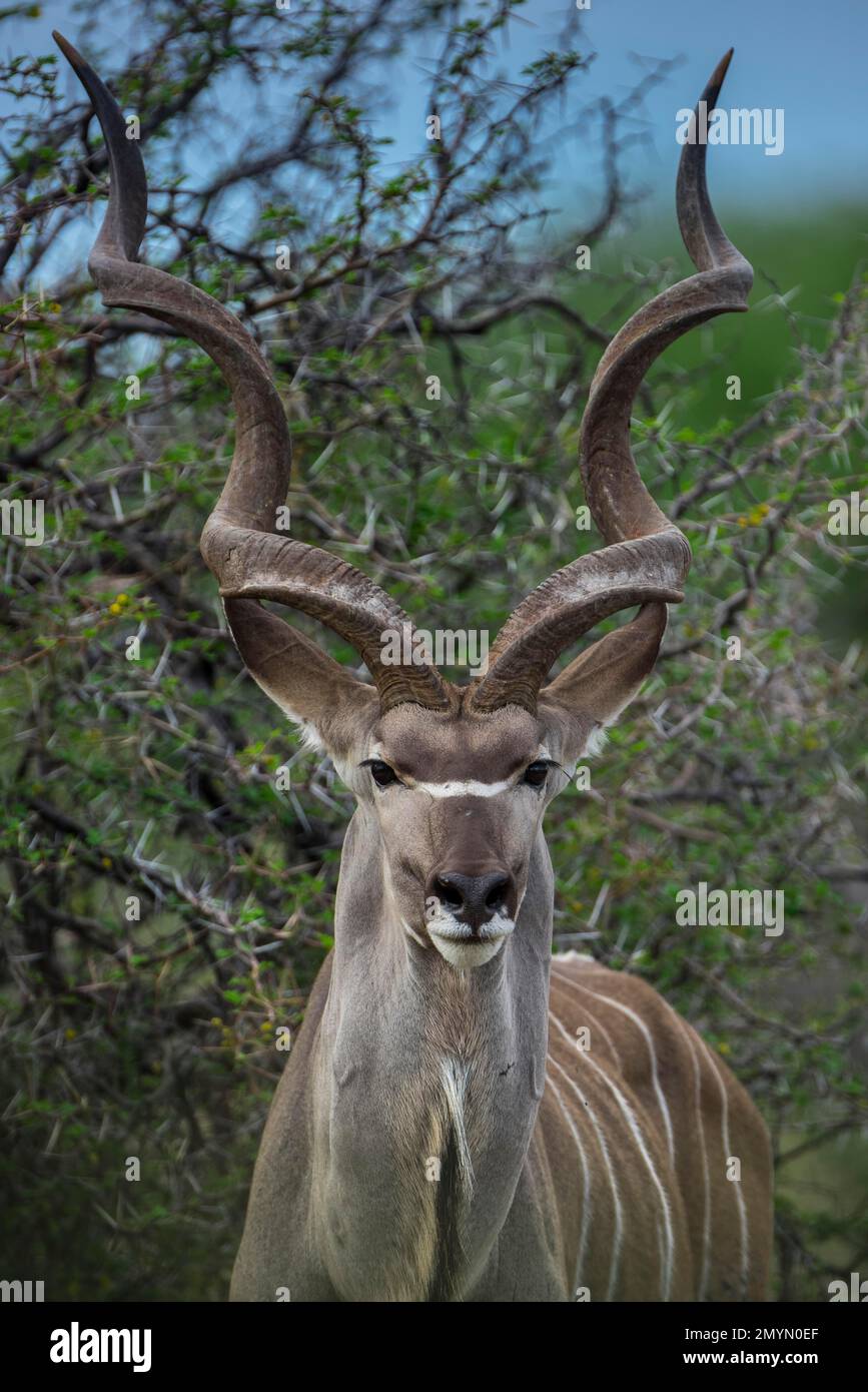 Greater kudu (Tragelaphus strepsiceros), male, Etosha National Park, Namibia, Africa Stock Photo ...