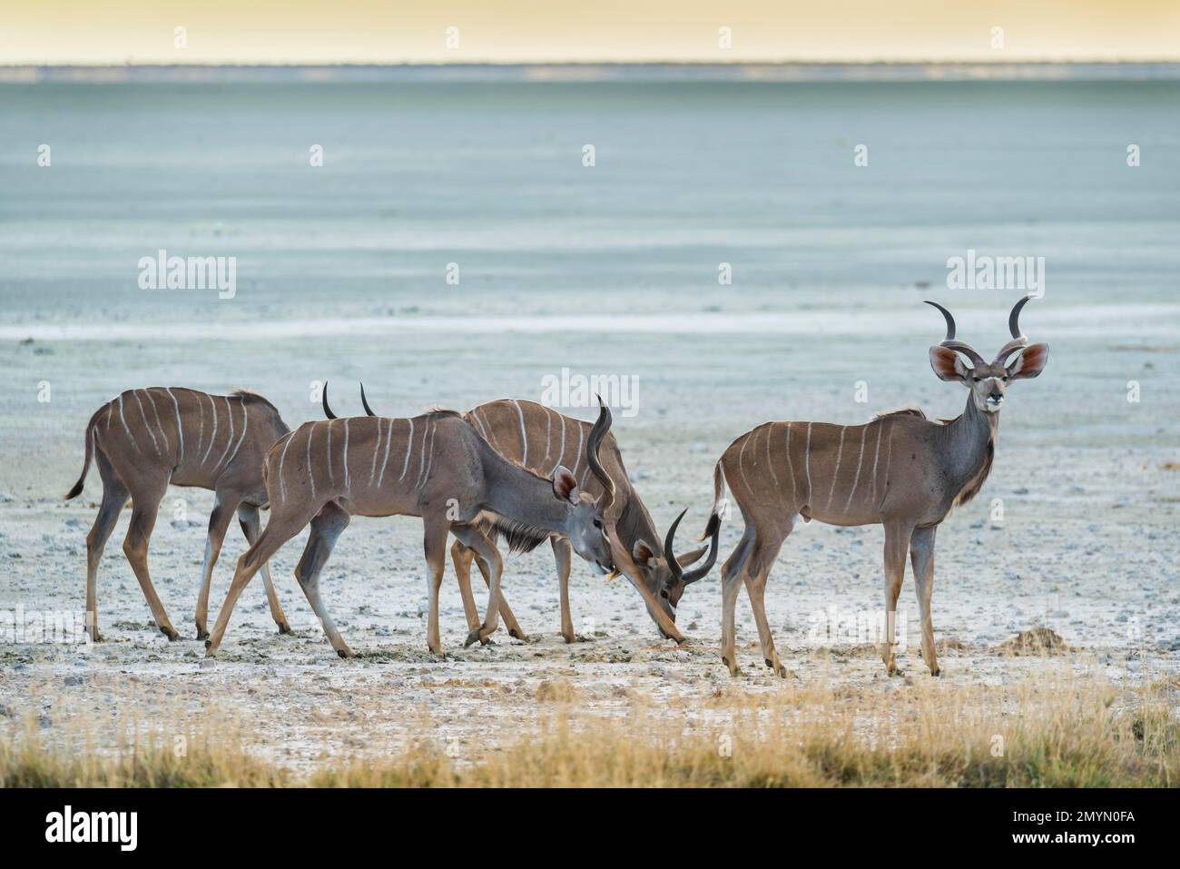 Greater kudu (Tragelaphus strepsiceros), a group of male animals at a ...