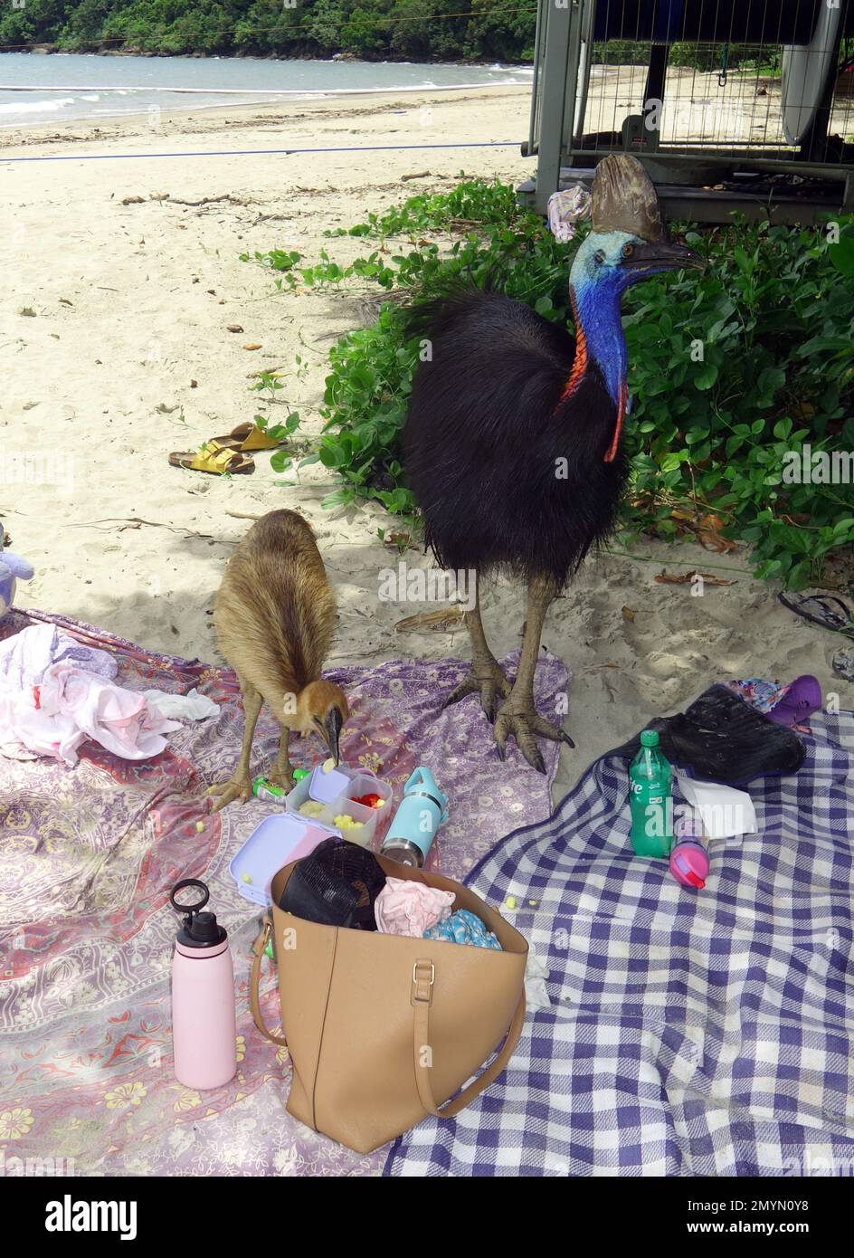 Wild cassowary and chick raiding picnic, Etty Bay, near Innisfail ...