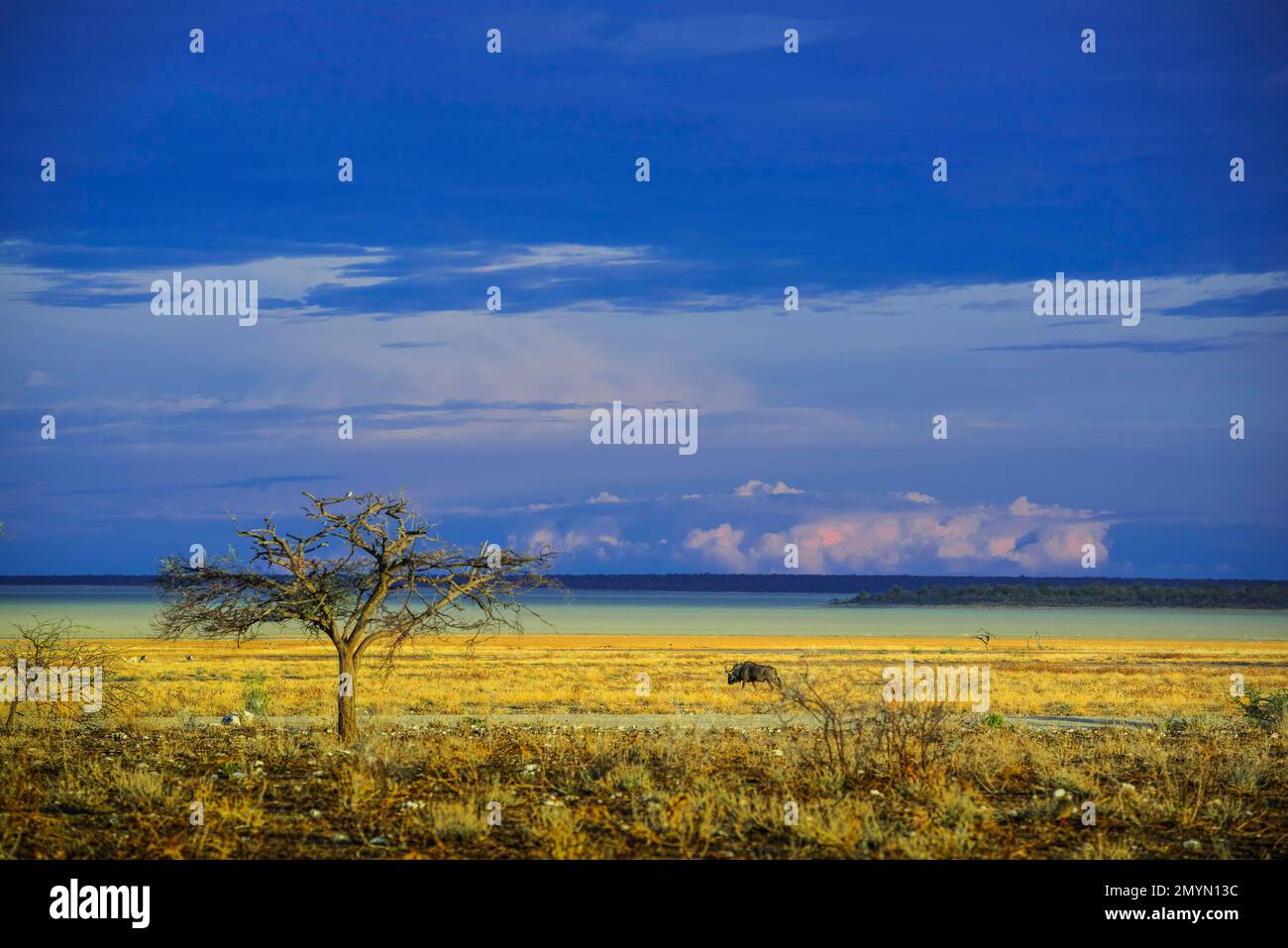 Landscape at the edge of the salt pan in the morning light, Etosha ...