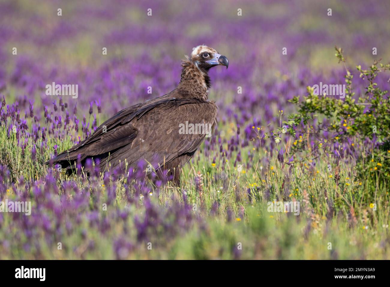 Cinereous vulture (Aegypius monachus), old bird with grey head, on the ...