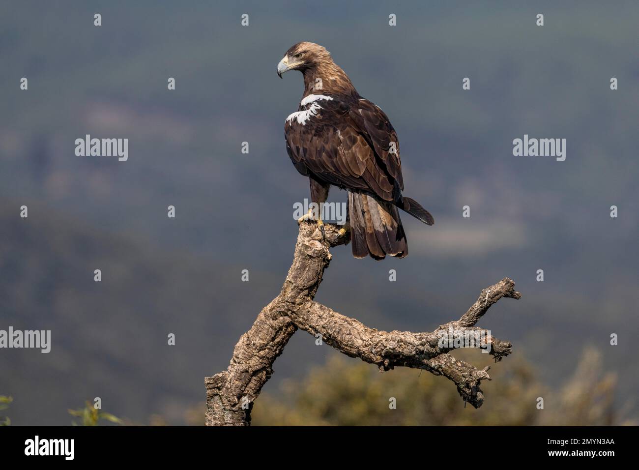 Spanish Imperial Eagle (Aquila adalberti), adult, on cork oak branch, Toledo Province, Castilla ...