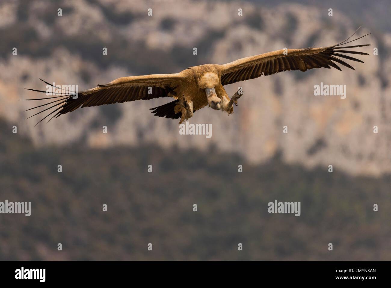 Griffon vulture (Gyps fulvus), landing in front of rock face, legs ...