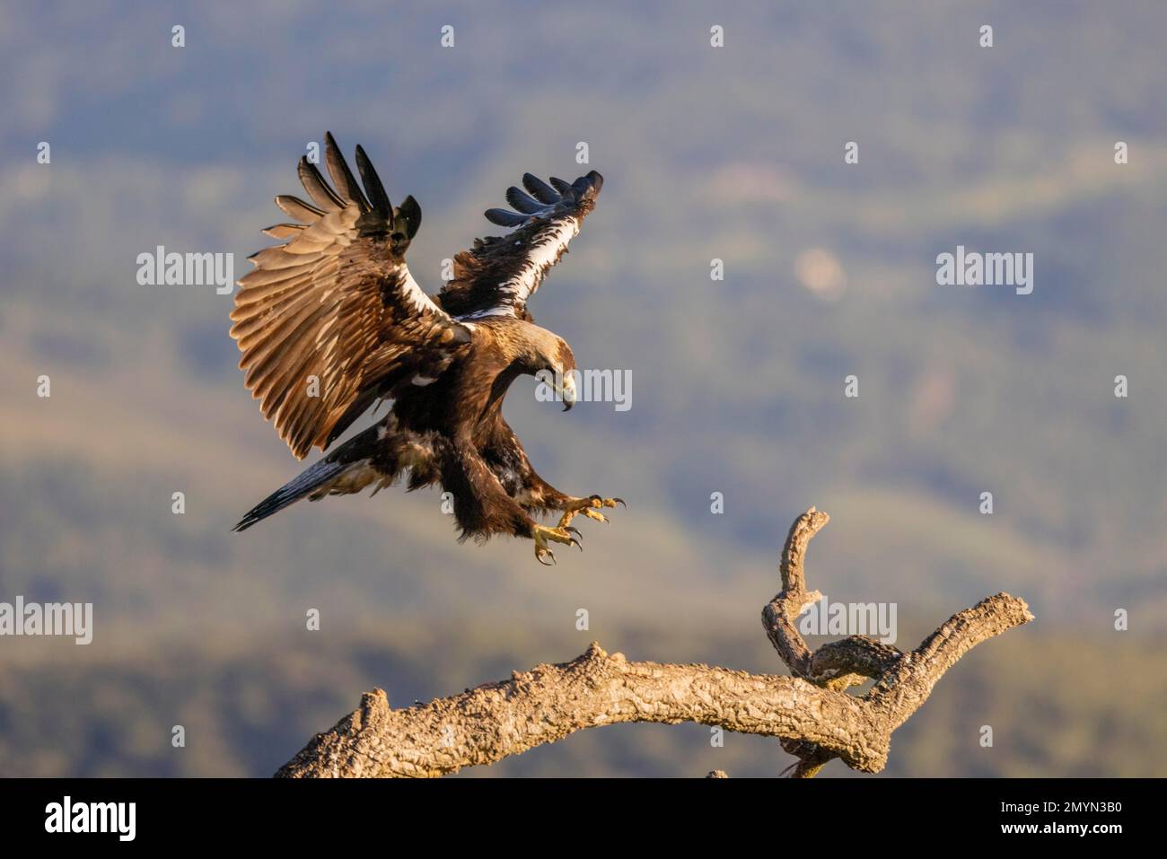 Spanish Imperial Eagle (Aquila adalberti), adult, flying at a branch ...