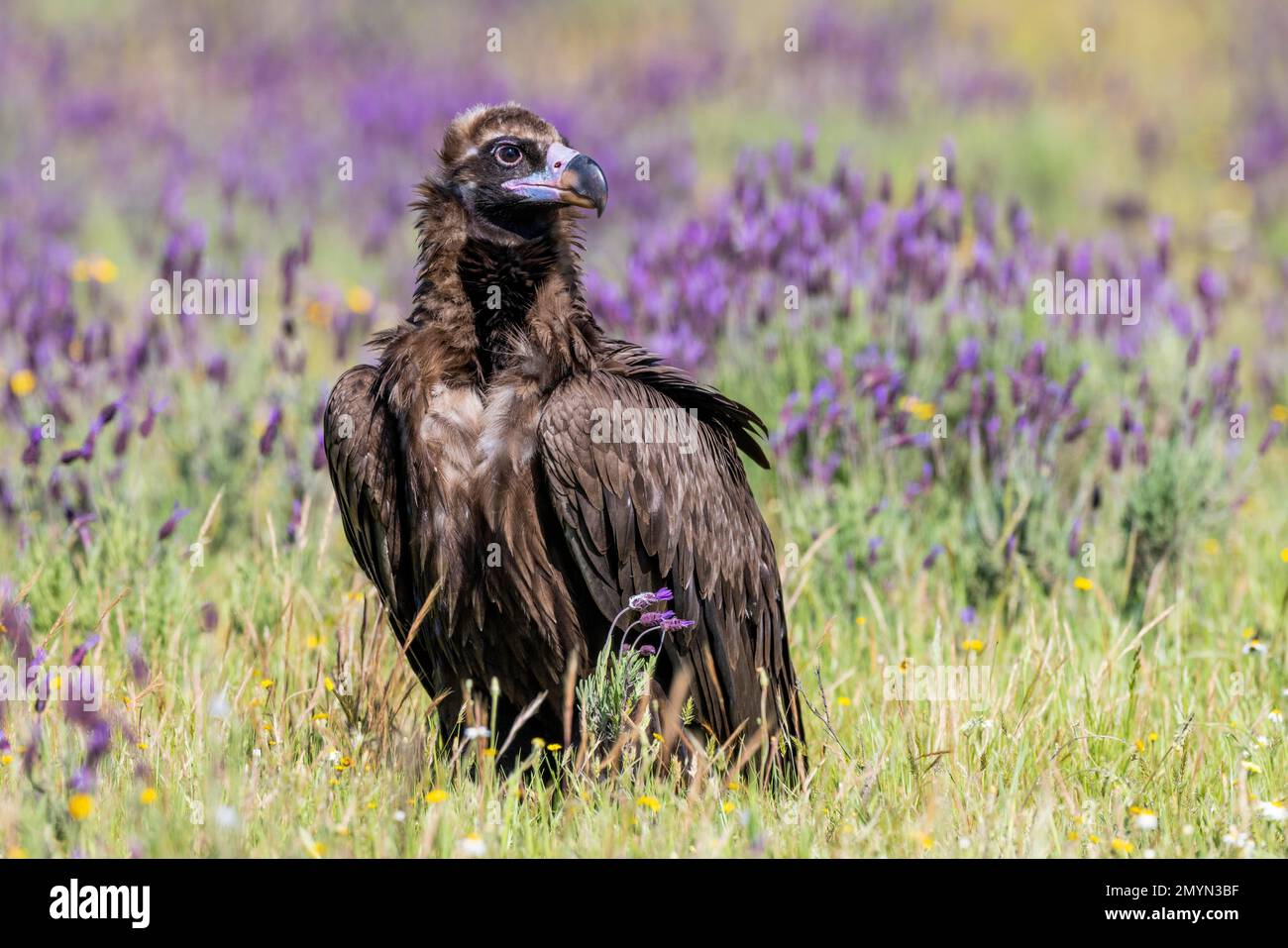 Cinereous vulture (Aegypius monachus), younger bird with brown head, on ...