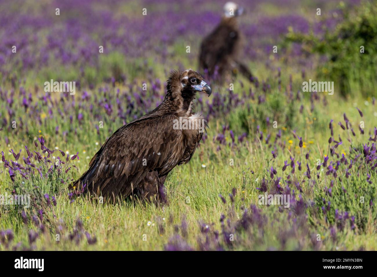 Cinereous vulture (Aegypius monachus), on the ground, surrounded by ...