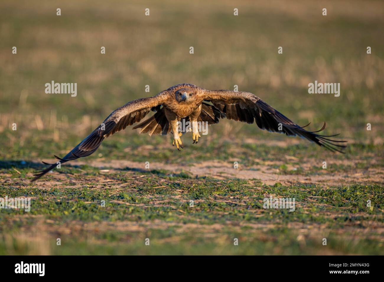 Spanish imperial eagle (Aquila adalberti), young bird, shortly in front ...