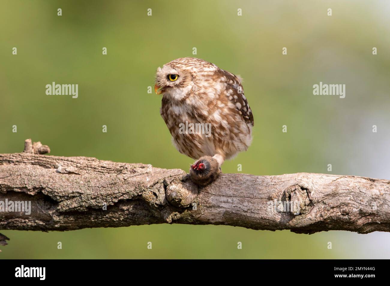 Little Owl (Athene noctua), on branch, with captured headless mouse ...