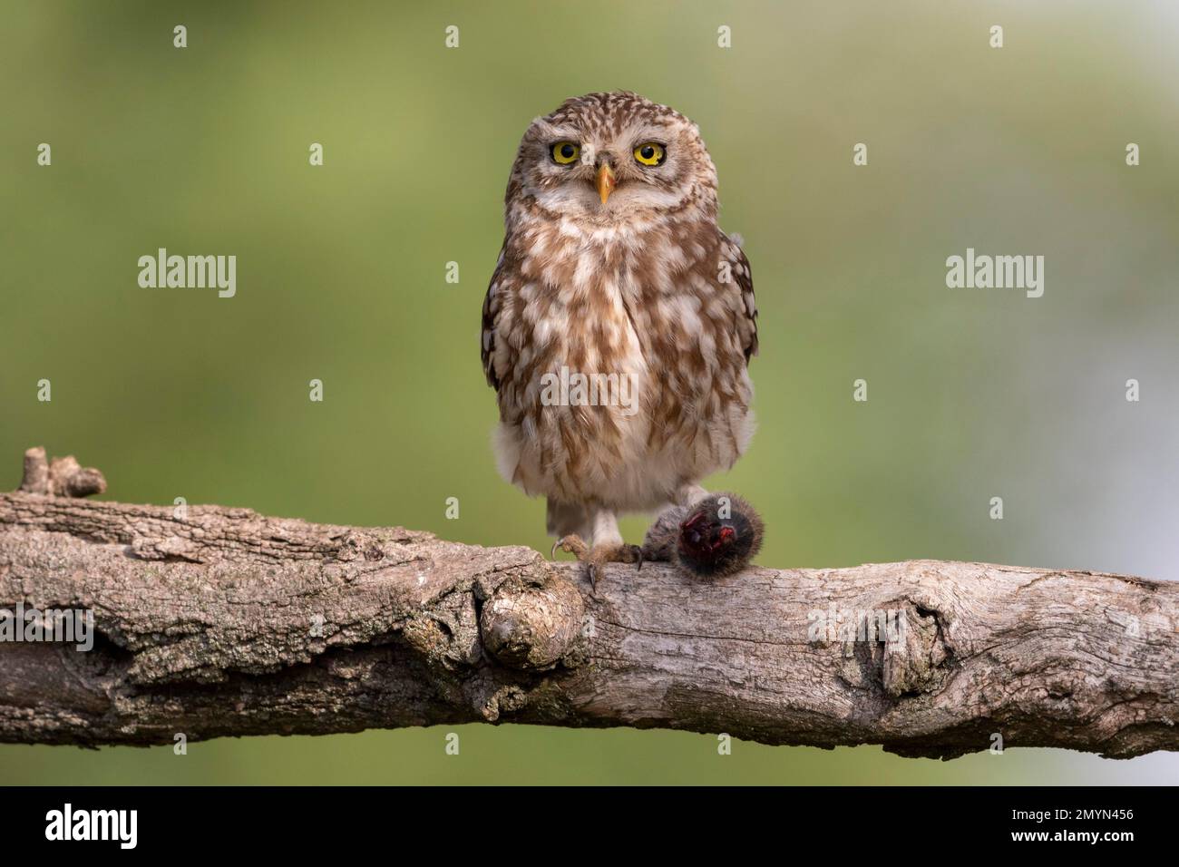 Little Owl (Athene noctua), on branch, with captured headless mouse ...