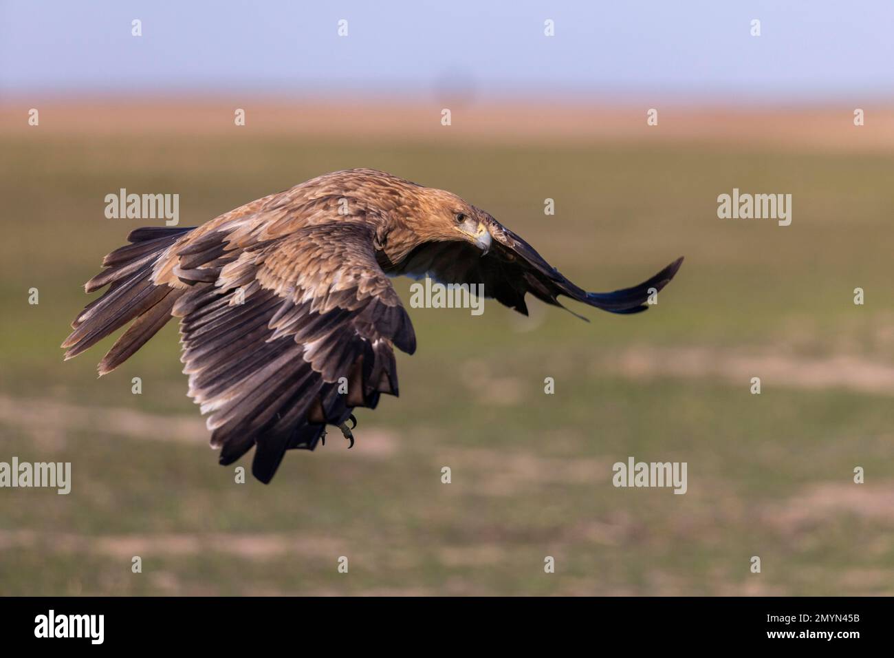 Spanish Imperial Eagle (Aquila adalberti), young bird, in flight ...