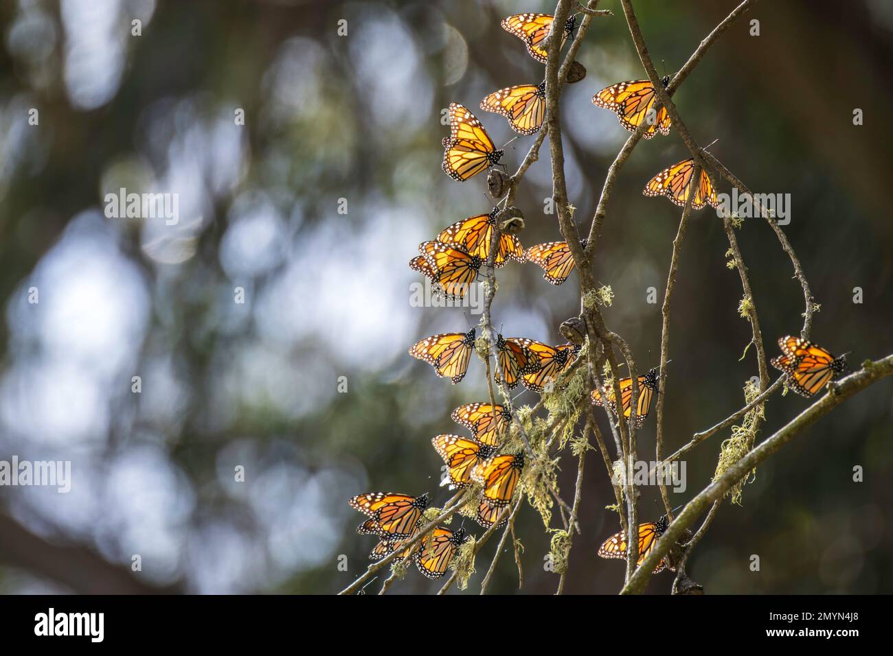 Overwintering monarch butterflies hi-res stock photography and images ...