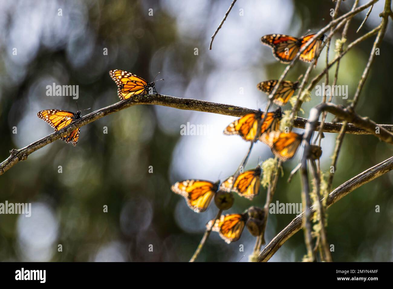 Monarch butterflies overwintering in Arroyo Grande, California Stock ...