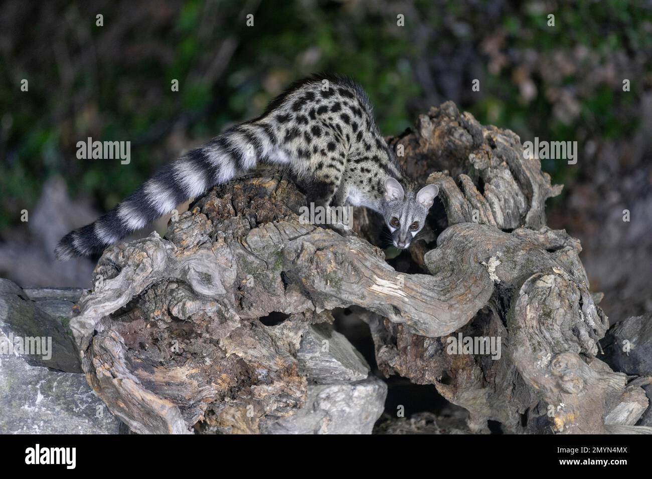 Common genet (Genetta genetta), on branch above water, Monseny National ...