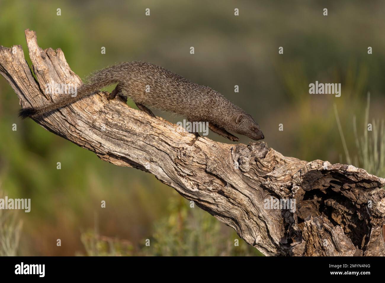 Egyptian mongoose (Herpestes ichneumon), mongoose, on dead branch ...