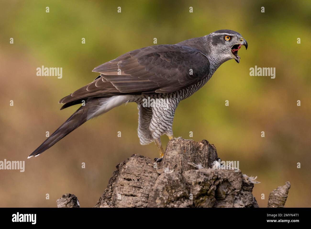 Northern goshawk (Accipiter gentilis), female, tree stump, with small ...