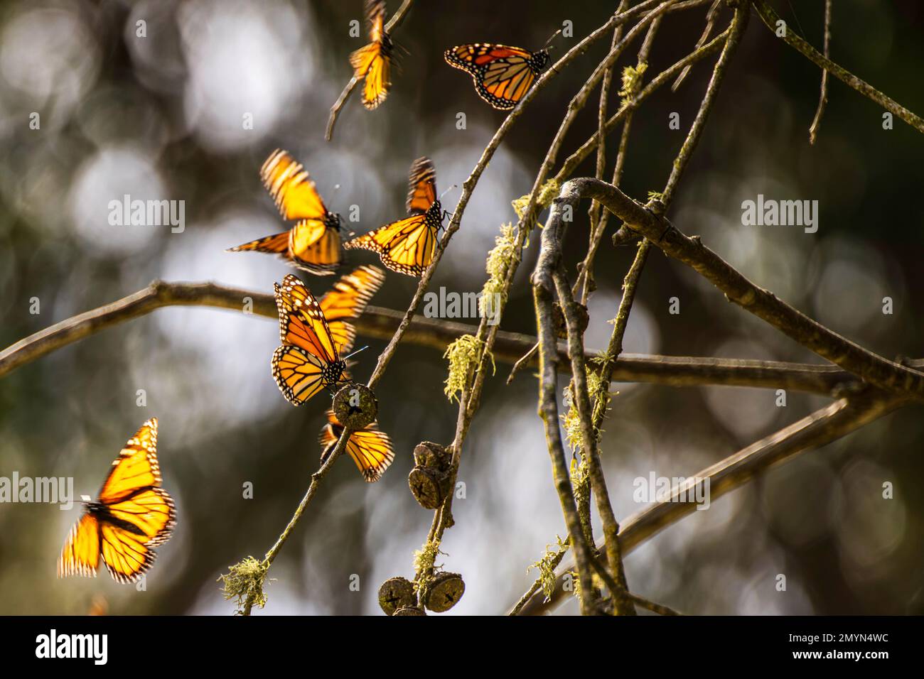 Monarch butterflies overwintering in Arroyo Grande, California Stock ...