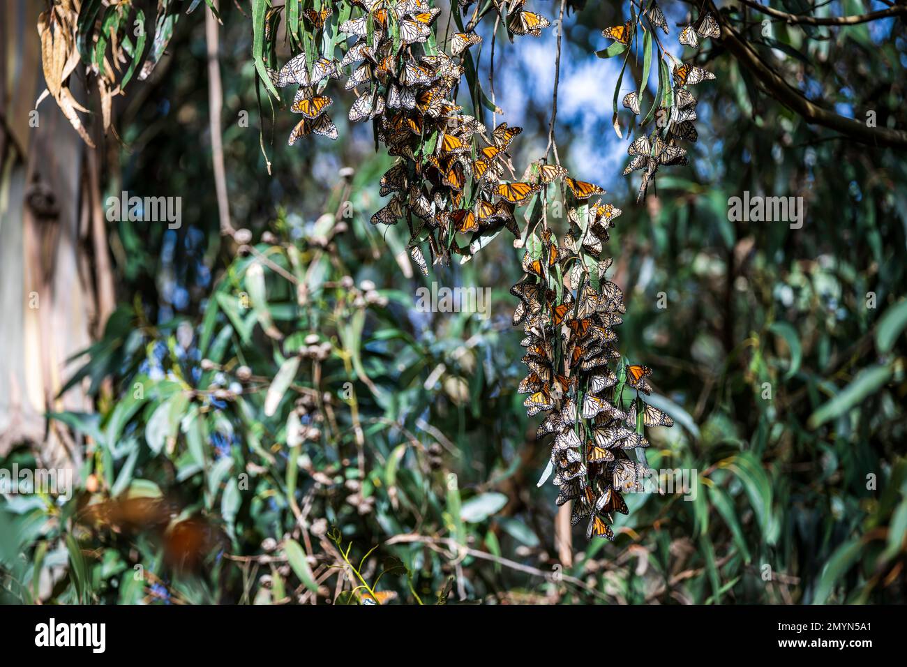 Monarch butterflies overwintering in Arroyo Grande, California Stock ...