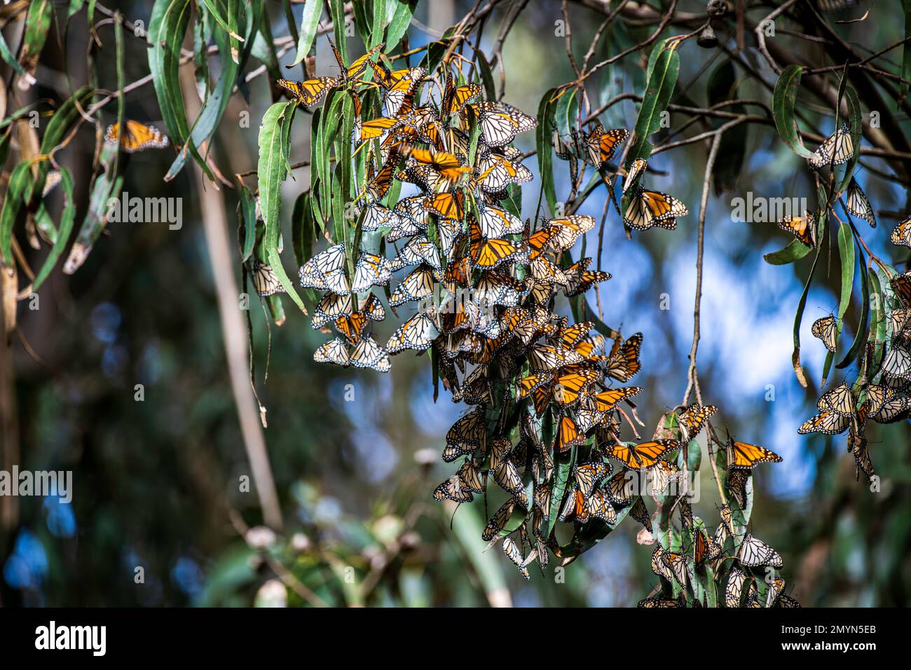 Monarch butterflies overwintering in Arroyo Grande, California Stock ...
