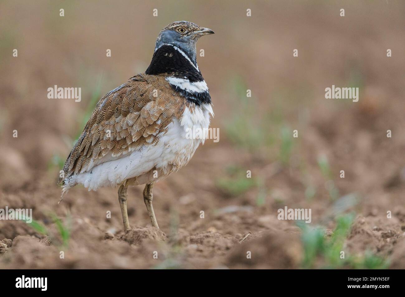 Little Bustard (Tetrax tetrax) in a field, courtship display, inflated ...