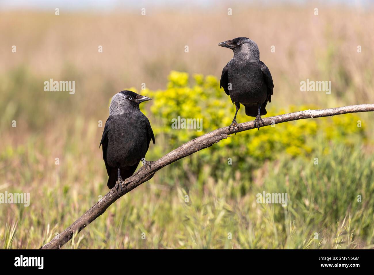 Western jackdaw (Corvus monedula), 2 birds on branch, Llerida province ...