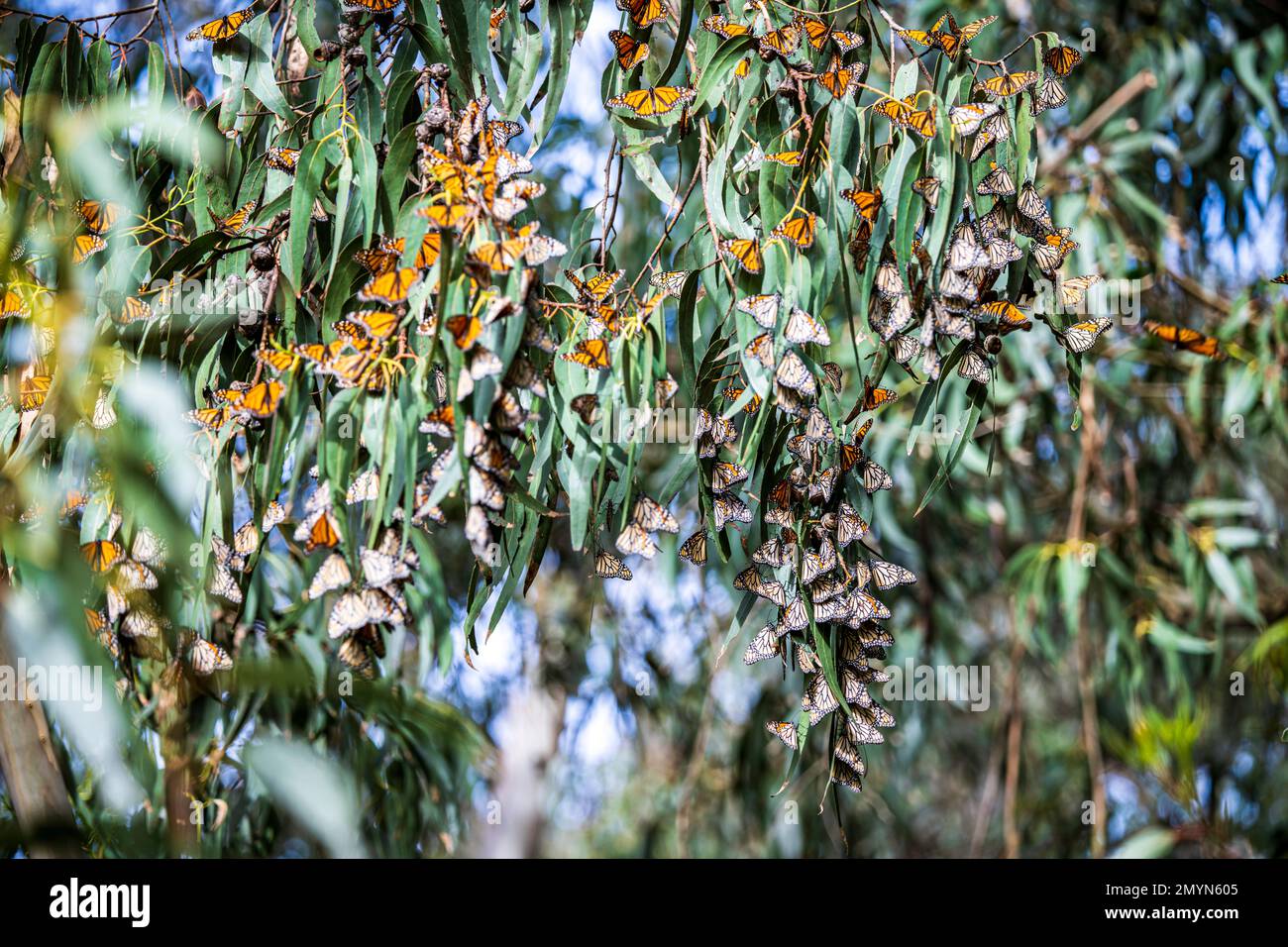 Overwintering monarch butterflies hi-res stock photography and images ...