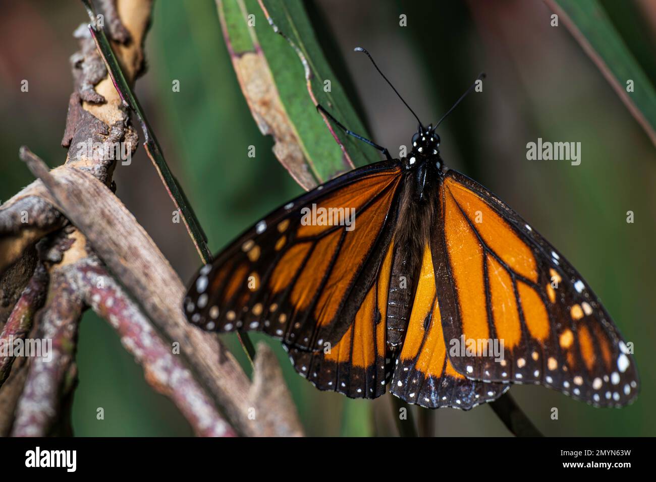 Monarch butterfly overwintering in Arroyo Grande, California Stock ...