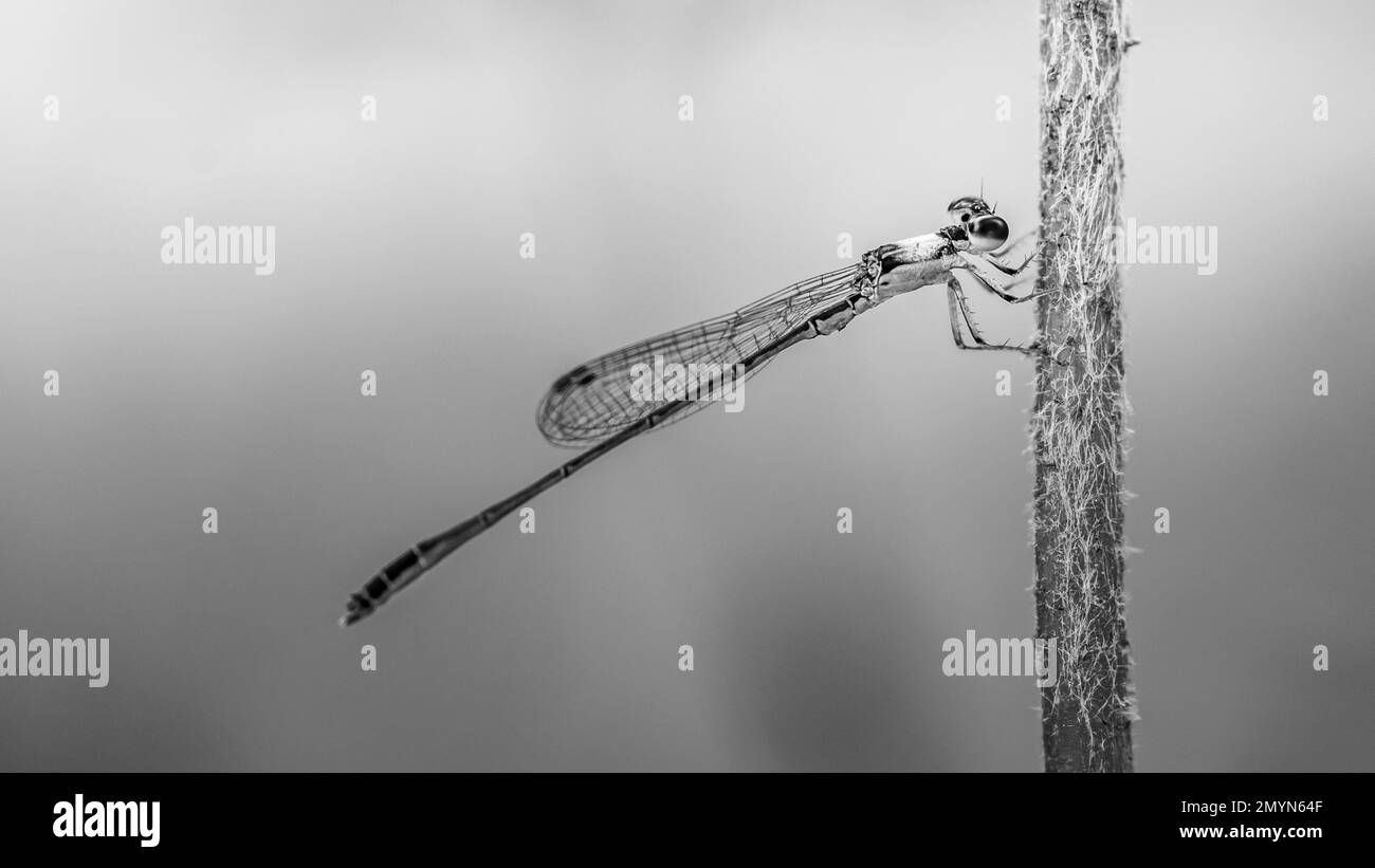 A beautiful little damselfly perched on leaf in pond and nature ...