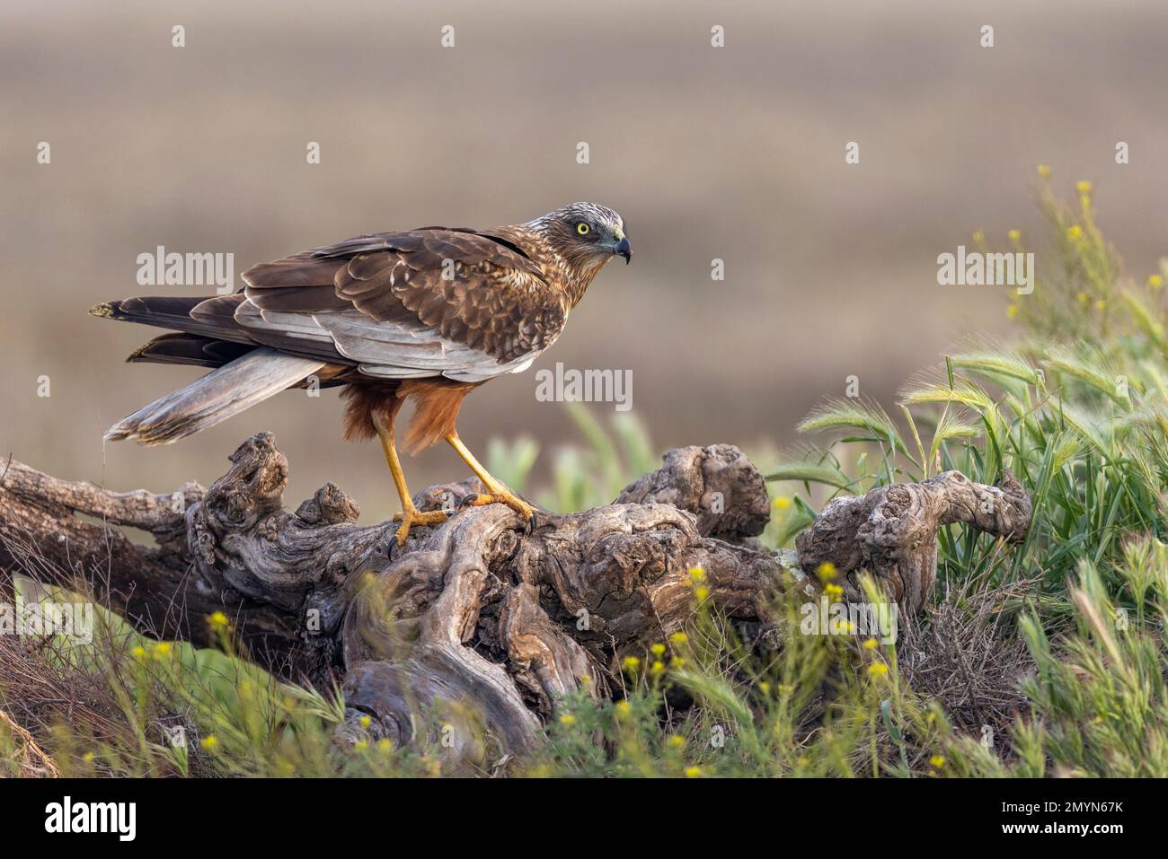 Western marsh-harrier (Circus aeruginosus), male, on tree stump, El ...
