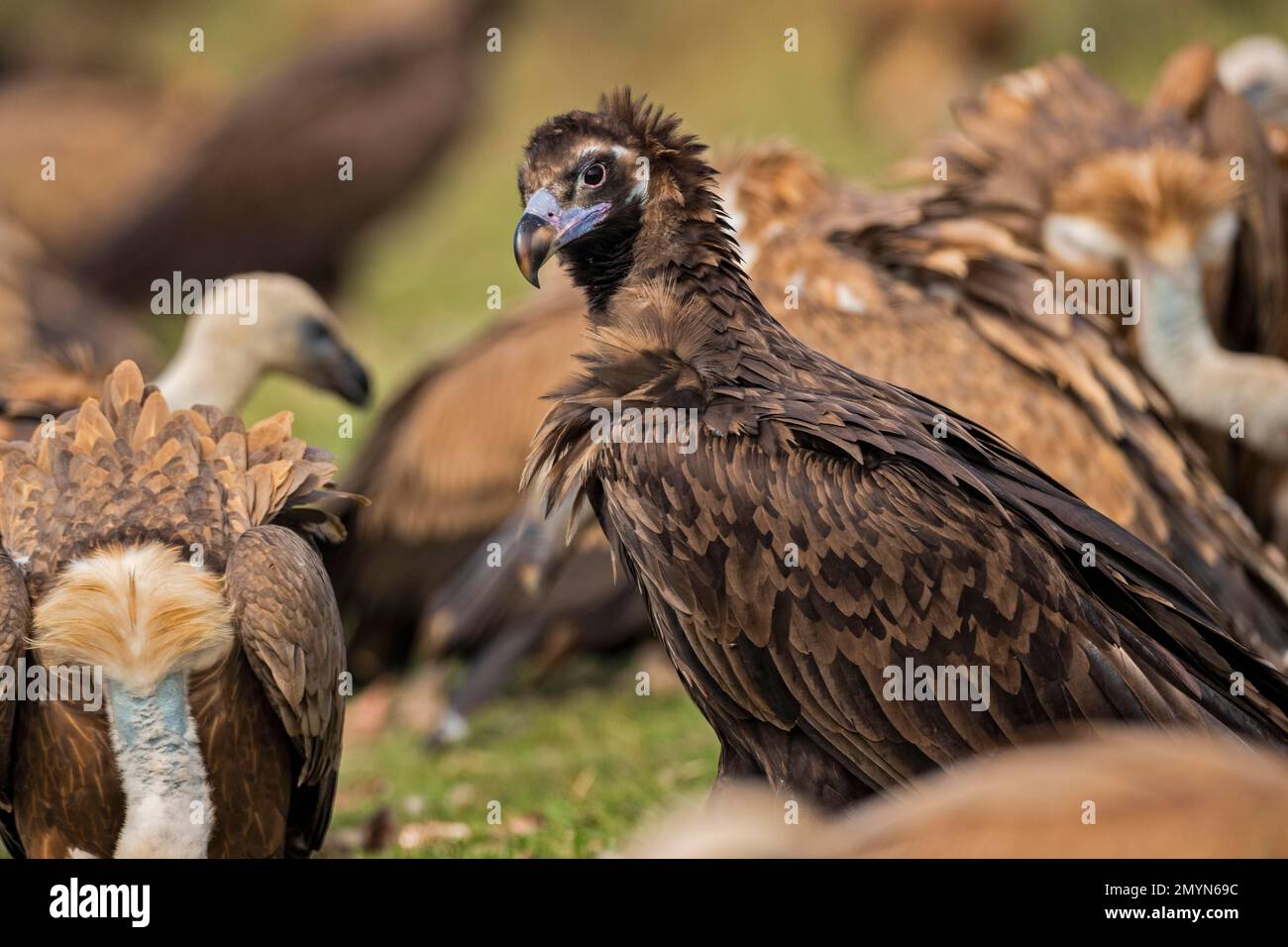 Vultures mixed, griffon vulture (Gyps fulvus) and a cinereous vulture ...