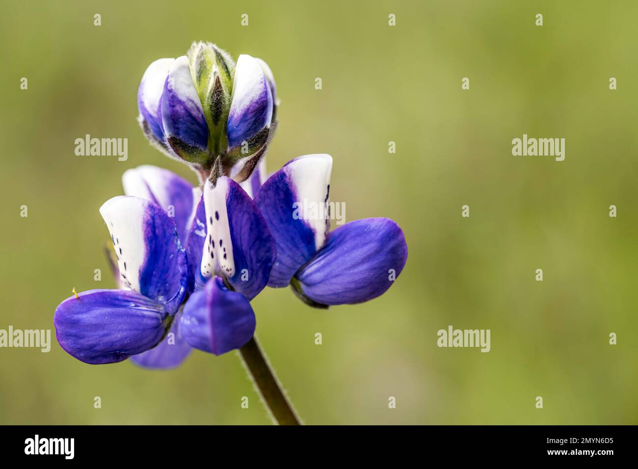 Inflorescence of a bicolor lupine, a native plant in California and ...