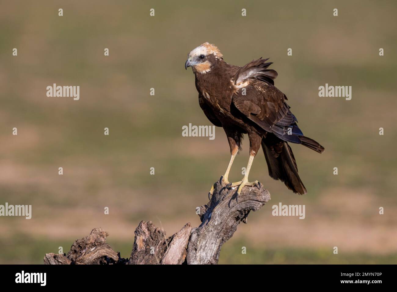Western marsh-harrier (Circus aeruginosus), Weicbchen, on root, Toledo ...