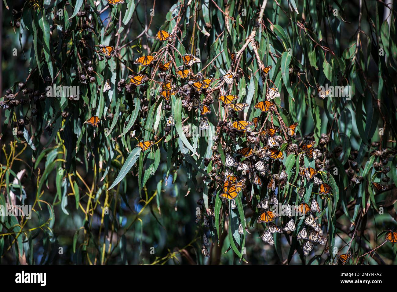Monarch butterflies overwintering in Arroyo Grande, California Stock ...