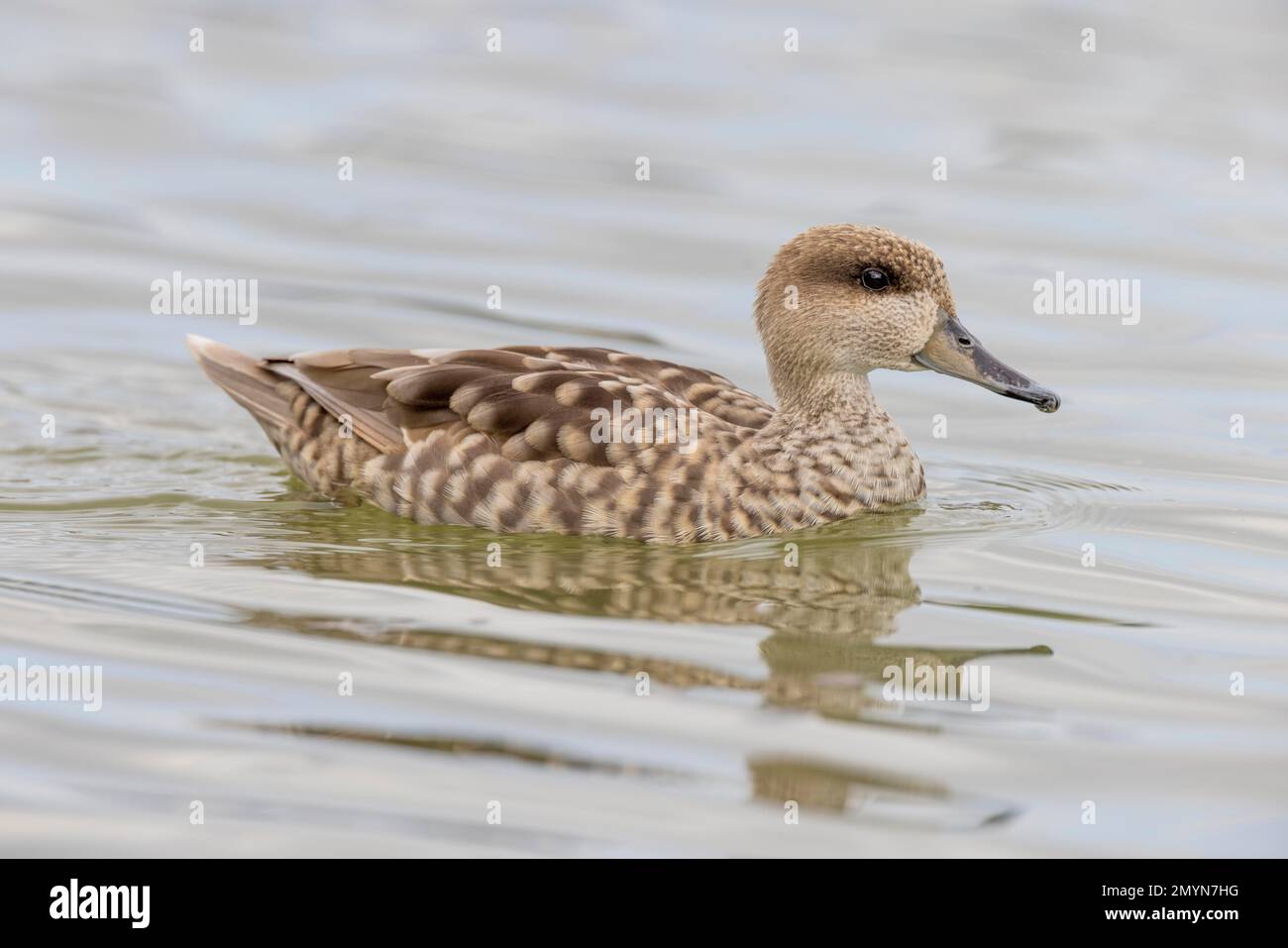 Marbled Duck (Marmaronetta angustirostris) swimming, Laguna de Fuente ...