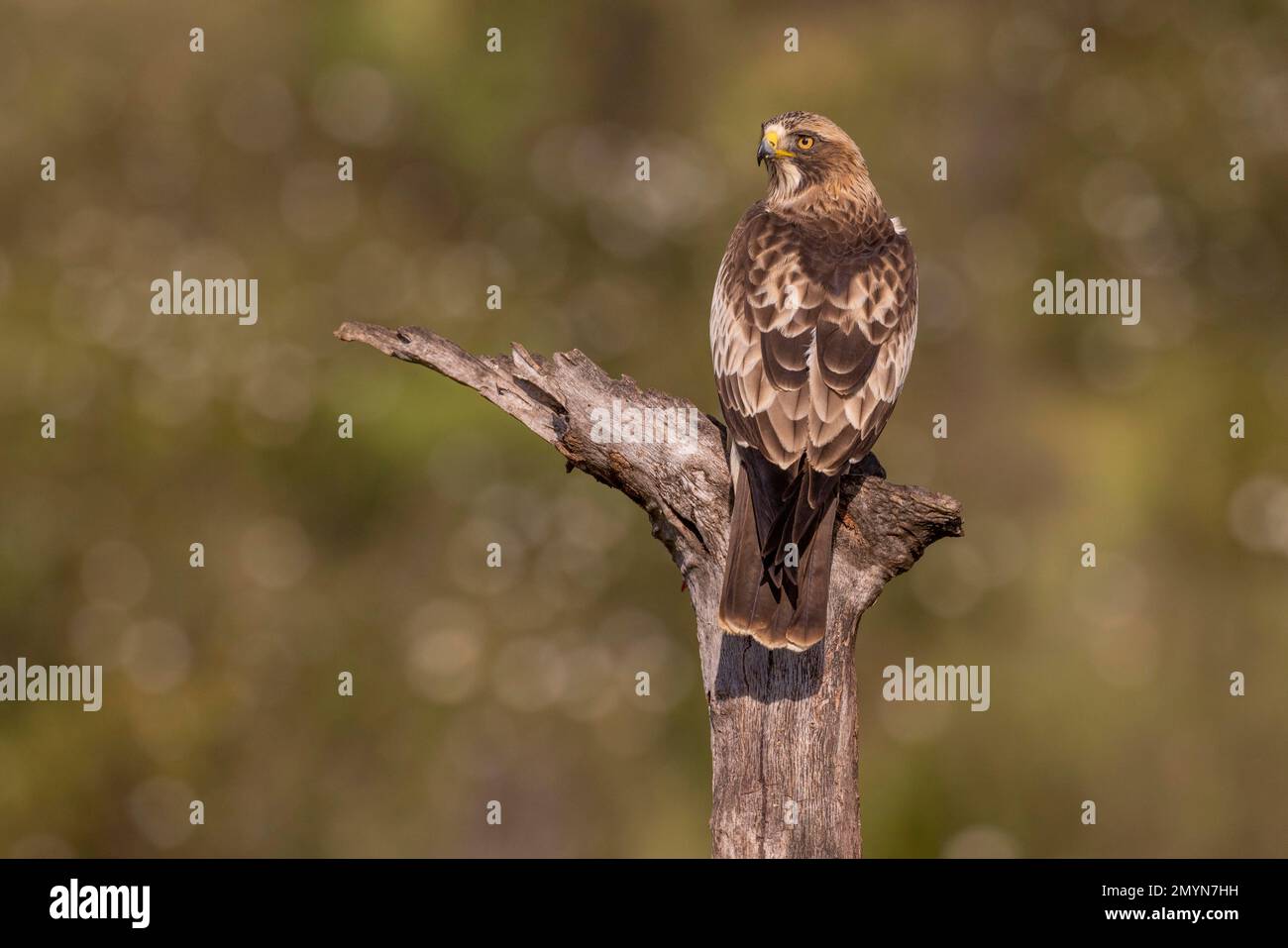 Booted eagle (Aquila pennata), light morph, Caceres province ...
