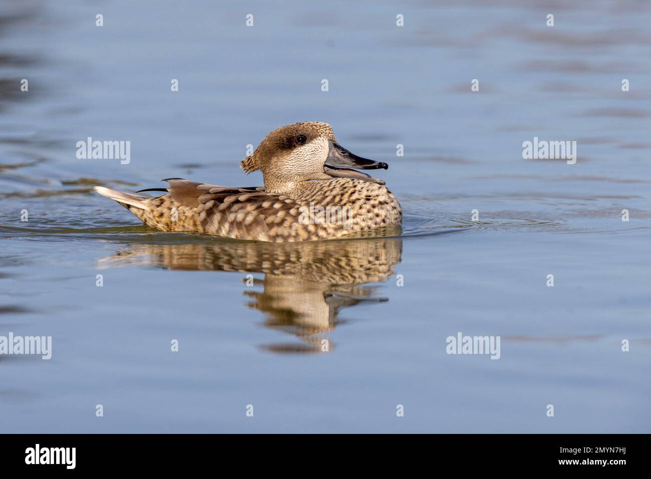 Marbled Duck (Marmaronetta angustirostris) swimming, courting, throwing ...