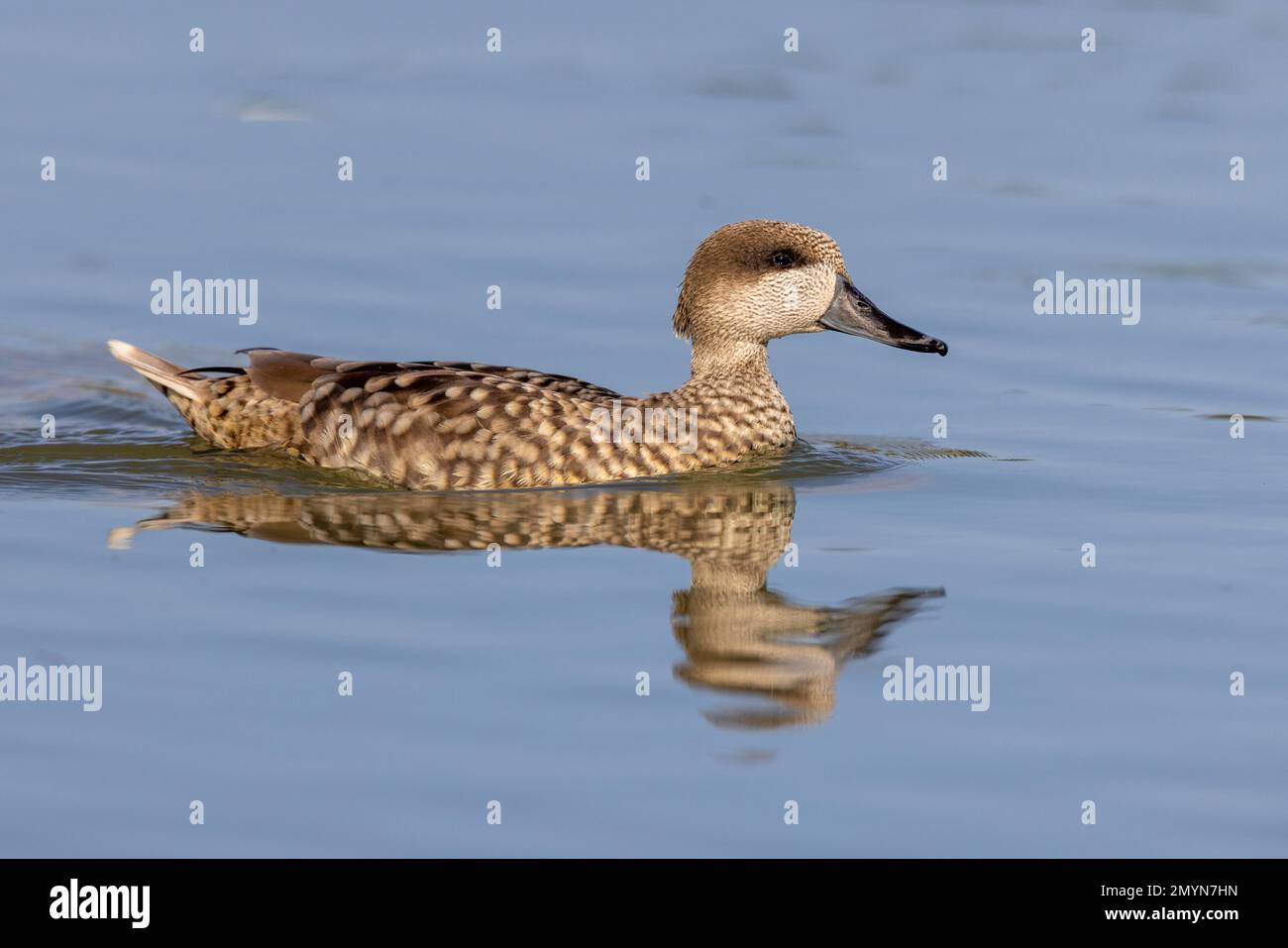 Marbled Duck (Marmaronetta angustirostris) swimming, Laguna de Fuente ...