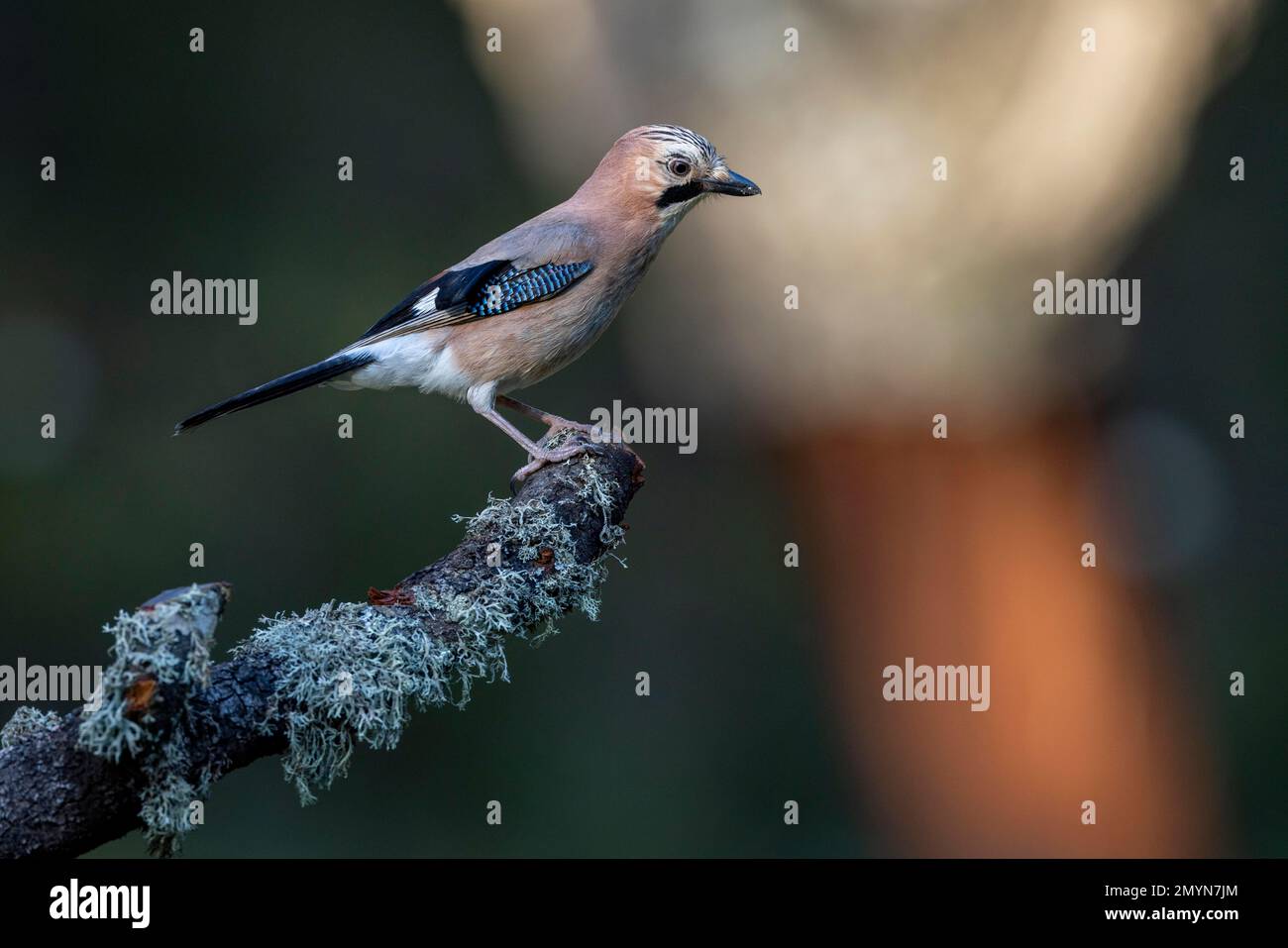 Eurasian jay (Garrulus glandarius) on branch, cork oak (Quercus suber ...