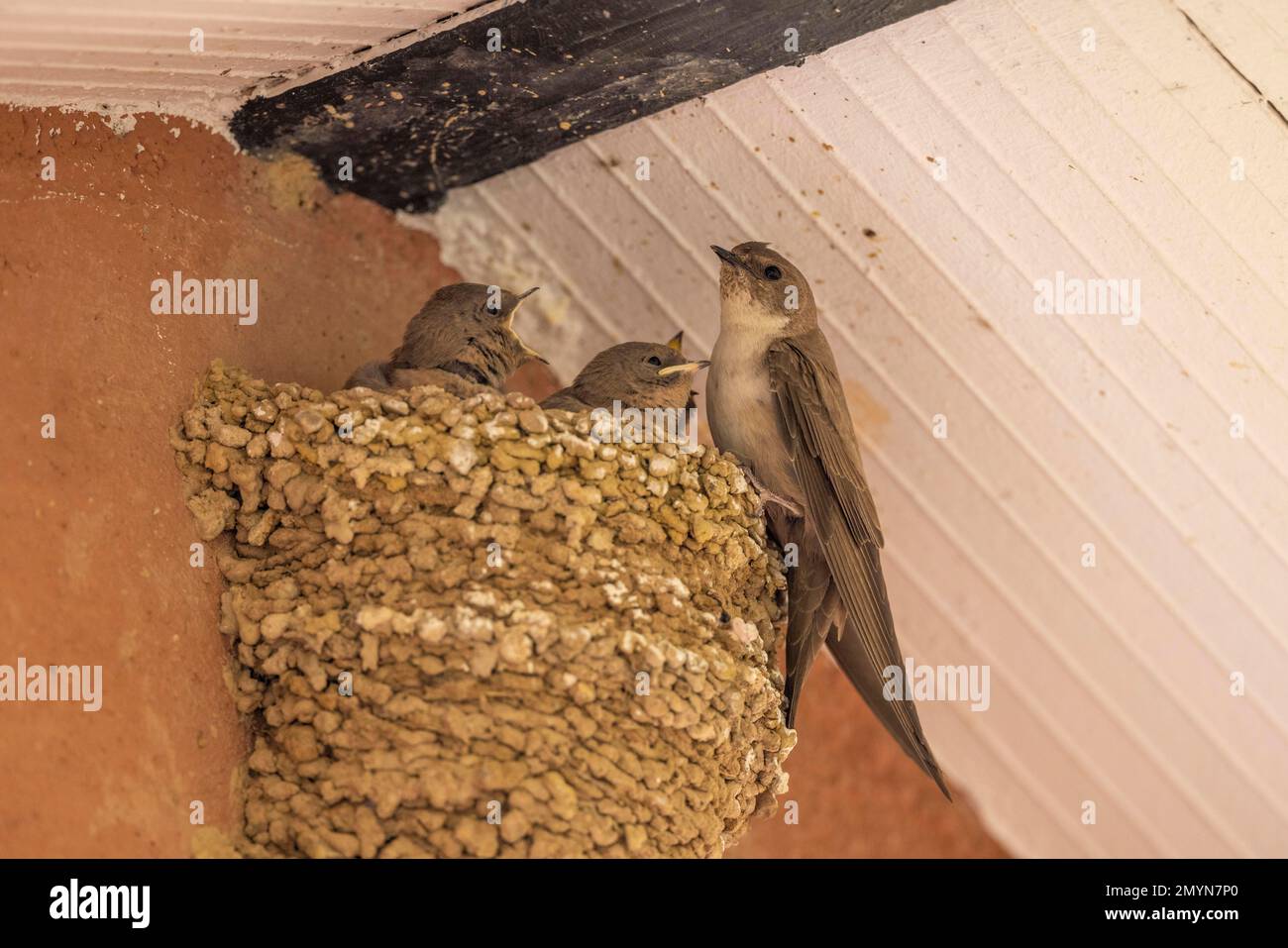 Eurasian crag martin (Ptyonoprogne rupestris) at nest with young, house ...