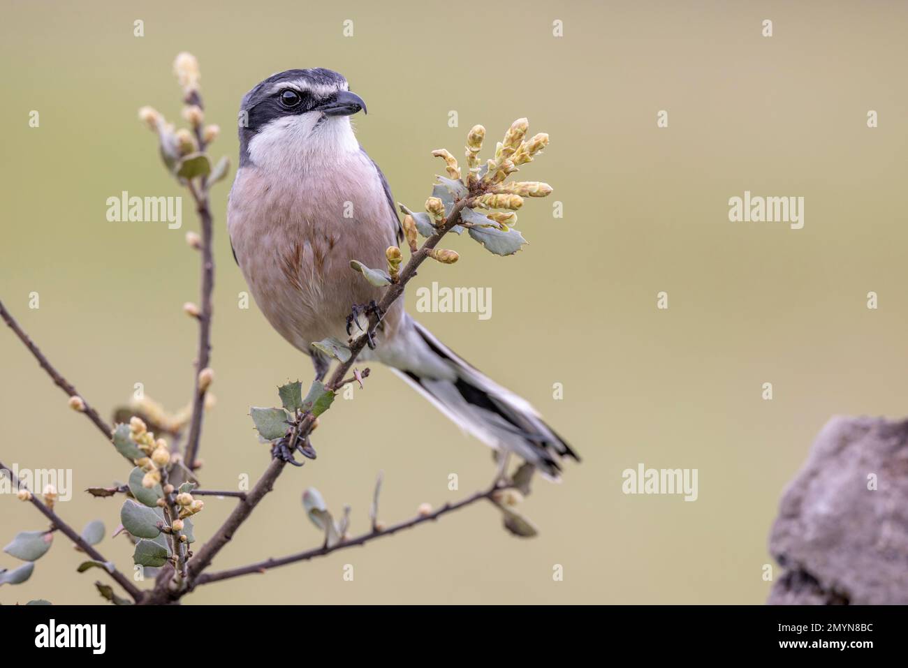 Southern grey shrike (Lanius meridionalis), Iberian shrike on branch, Caceres province ...