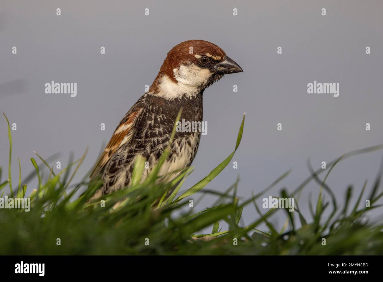 Spanish sparrow (Passer hispaniolensis), portrait, El Taray, La Mancha ...