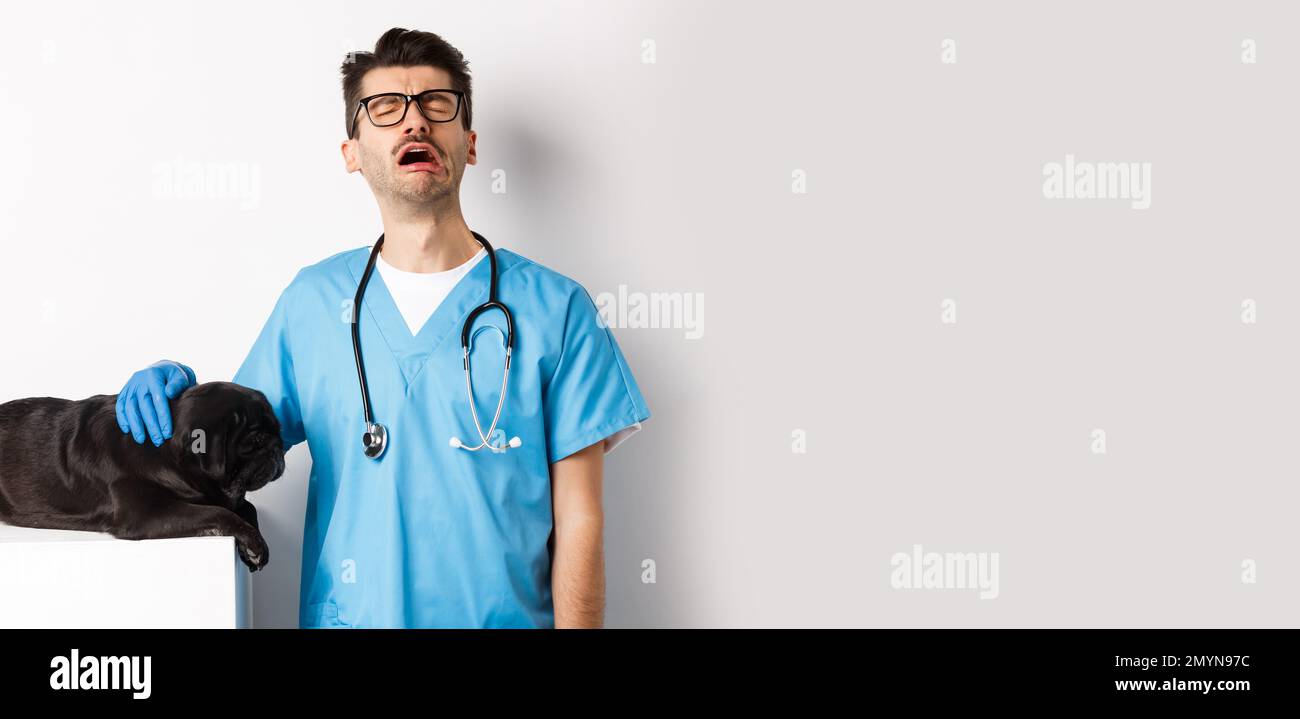 Sad male doctor filling pity for cute black dog pug lying sick on vet ...