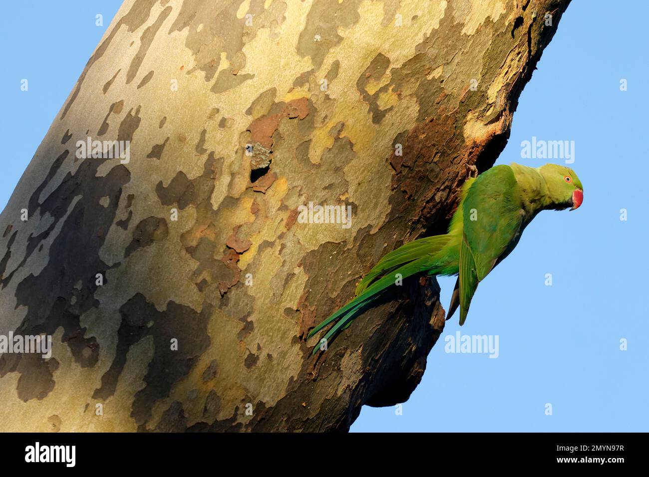 Rose-ringed parakeet (Psittacula krameri) hanging from a tree at the ...