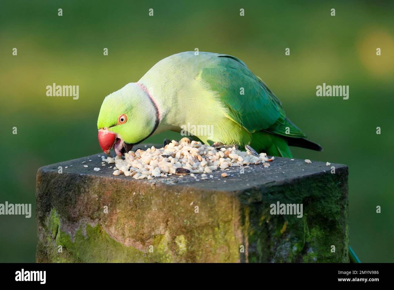 Rose-ringed parakeet (Psittacula krameri) sitting at a feeding station ...