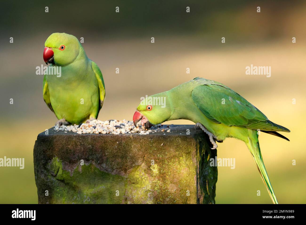 Two collared parakeets (Psittacula krameri) sitting at a feeding ...