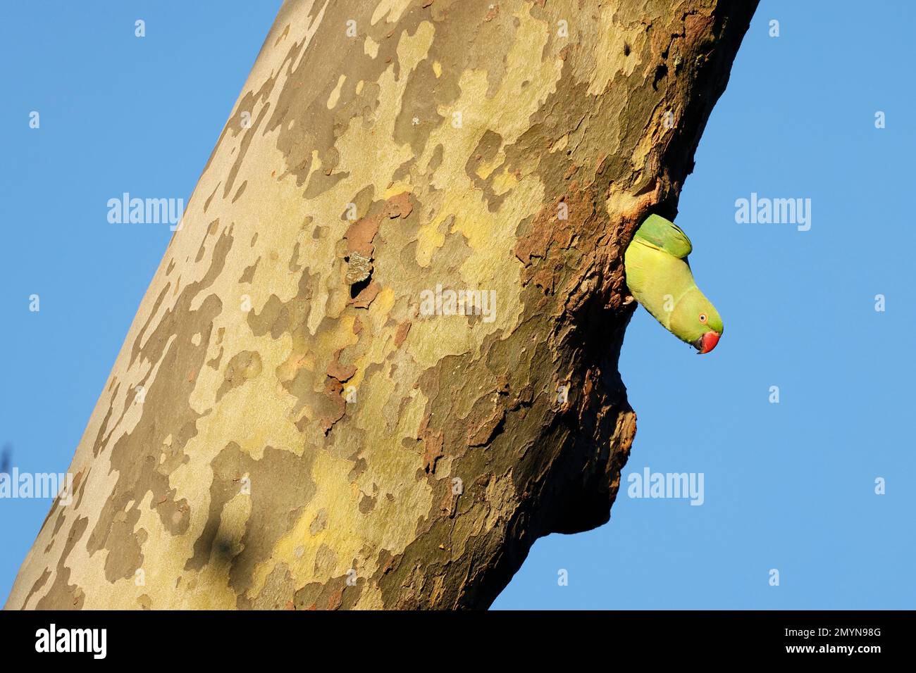 Ground parrot nest hi-res stock photography and images - Alamy