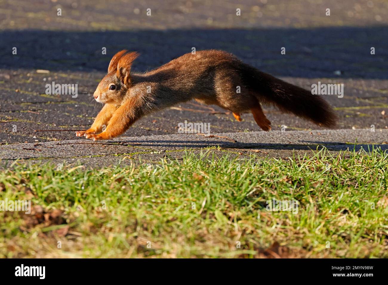 Eurasian red squirrel (Sciurus vulgaris) jumps on a path, wildlife ...