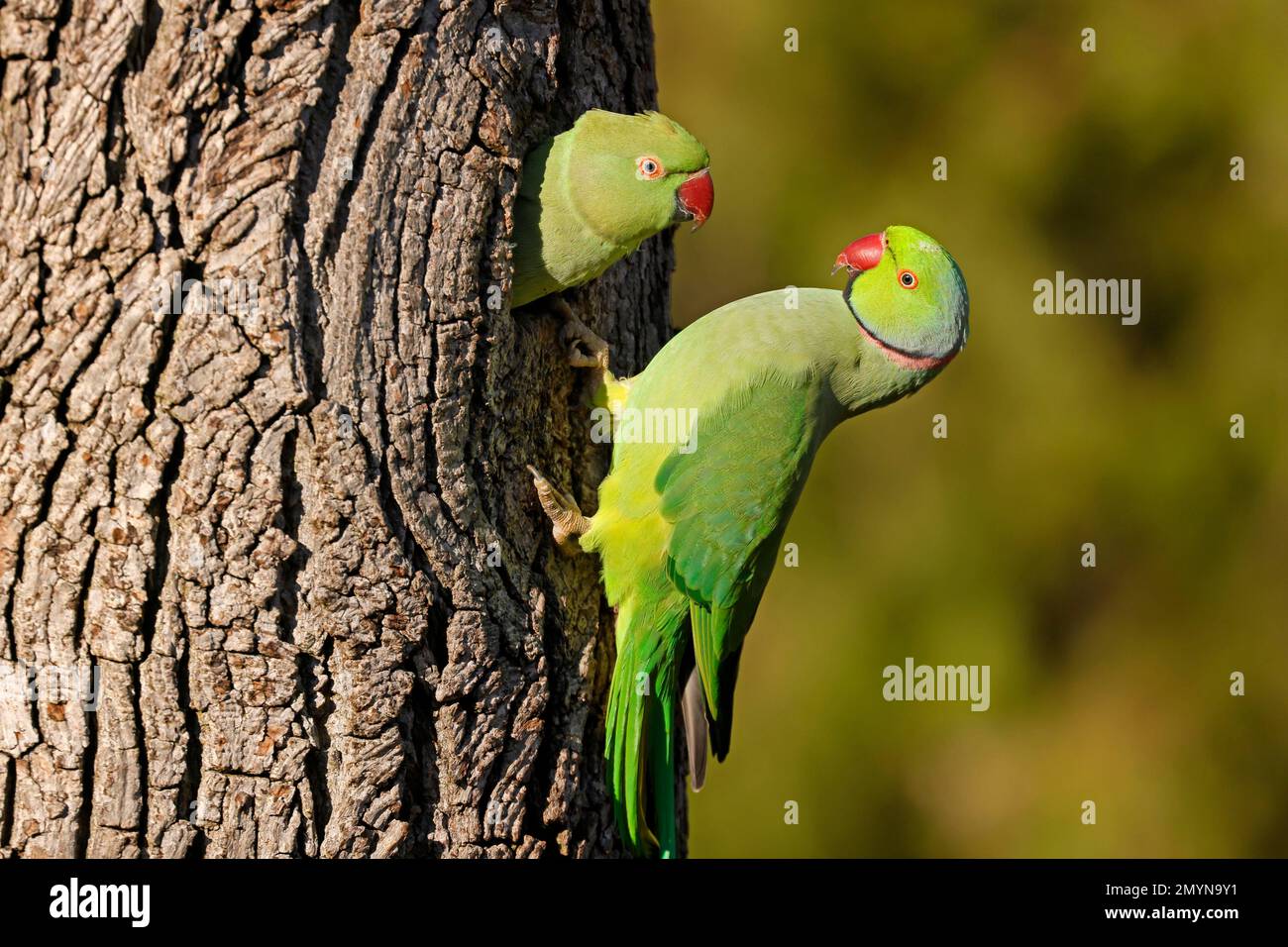 Two collared parakeets (Psittacula krameri) hanging from a tree at the ...