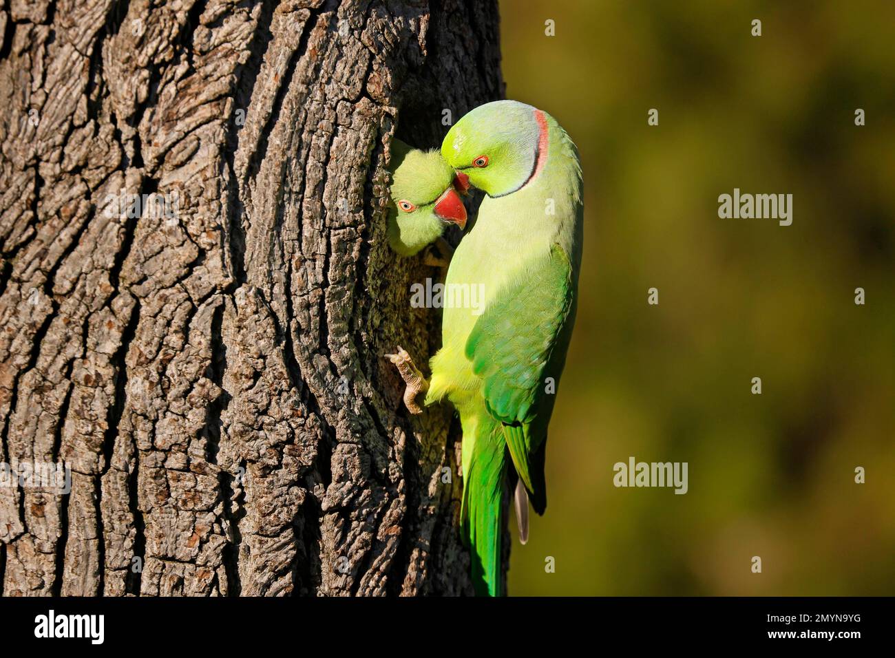 Two collared parakeets (Psittacula krameri) hanging from a tree at the ...